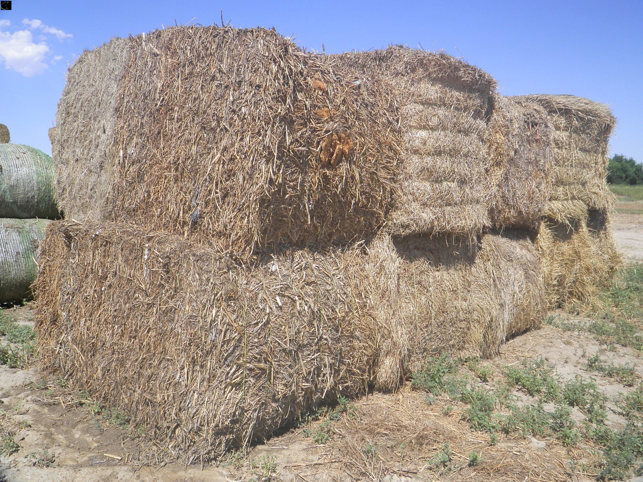 assorted 4x4 bales of kosha and triticale - AMA Auctions